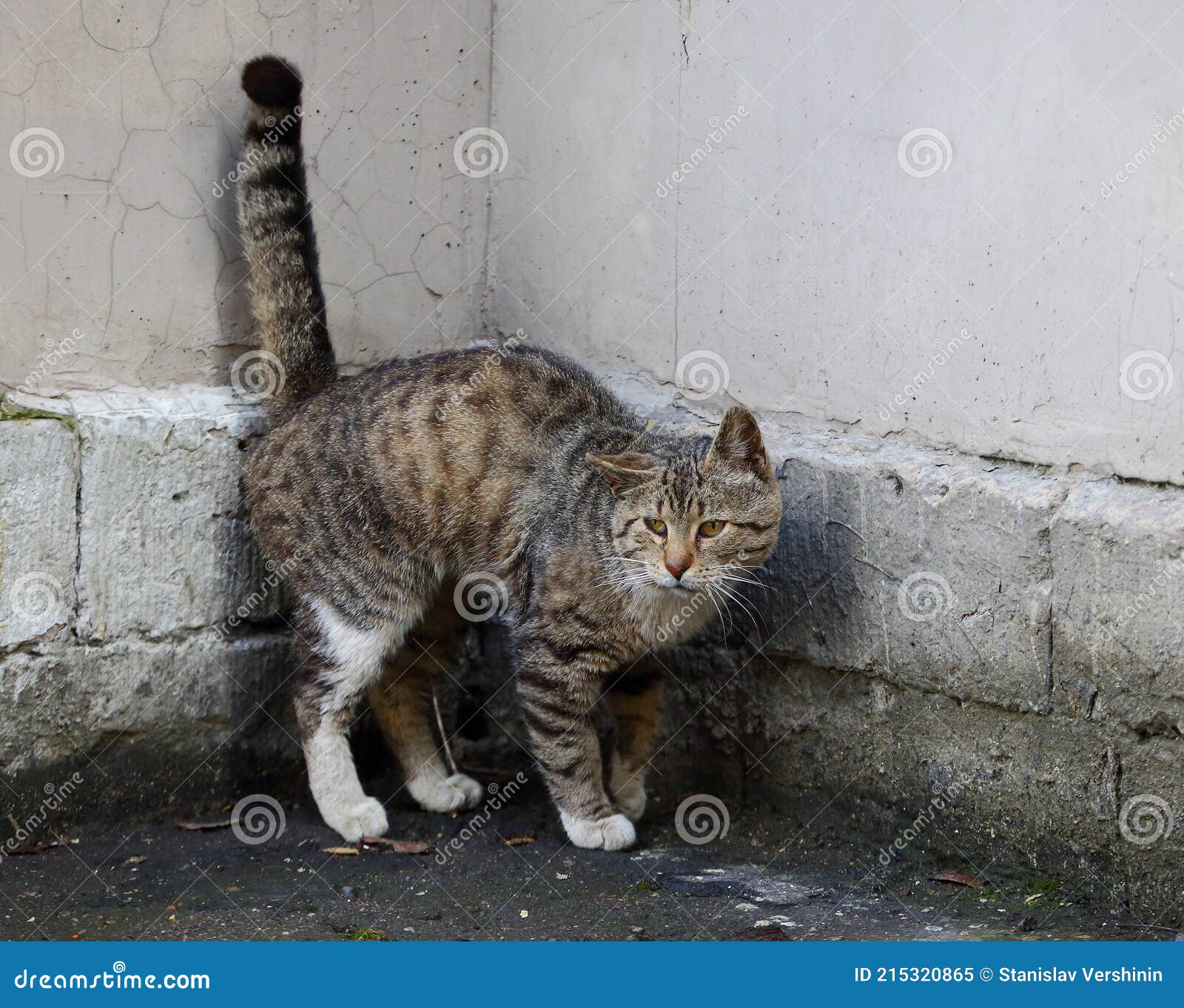 Gray Tabby Cat with Its Tail Raised in the Corner of the Wall Stock ...