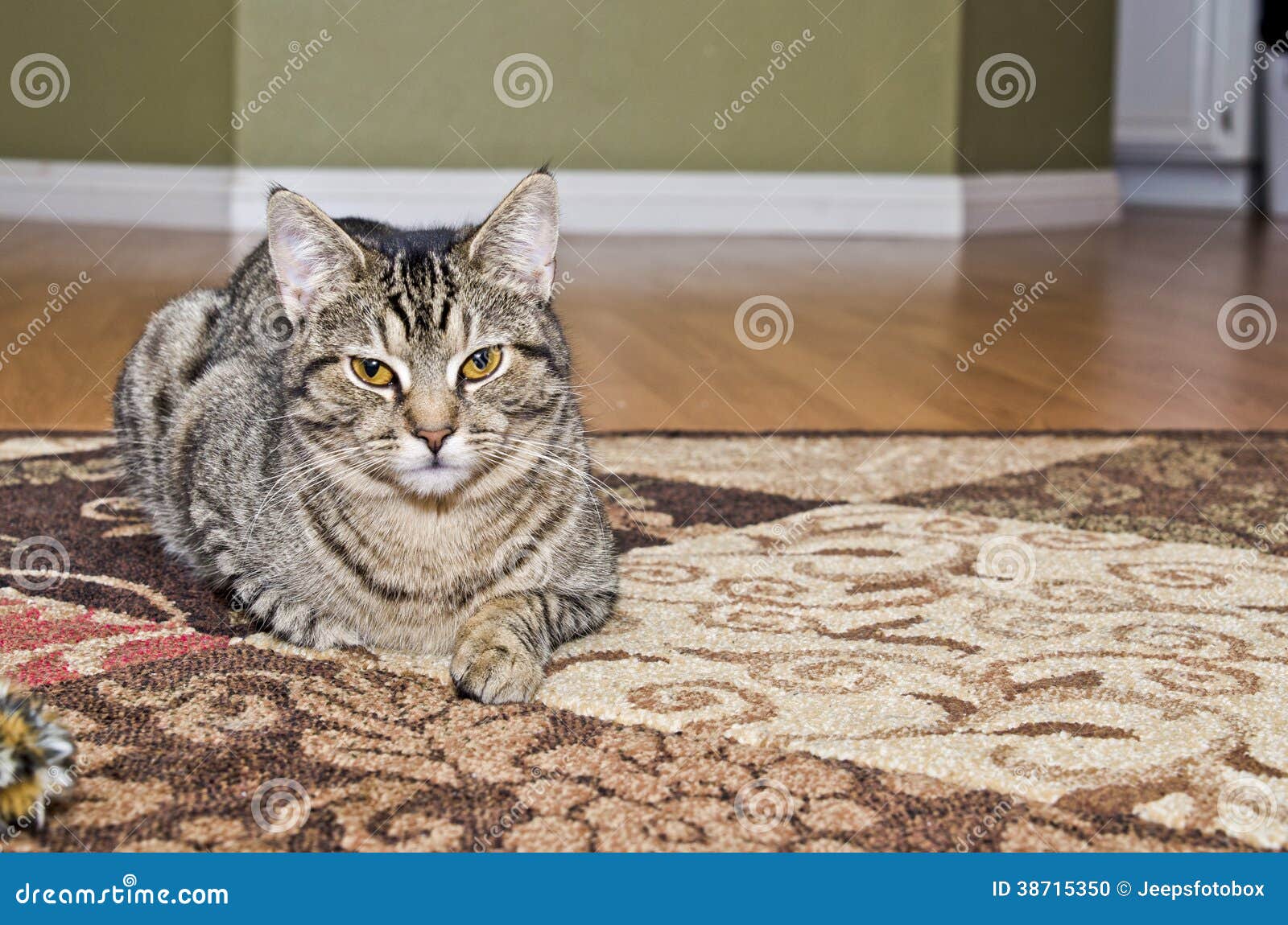 Gray Tabby Cat Laying on Carpet Stock Photo - Image of litter, cats ...