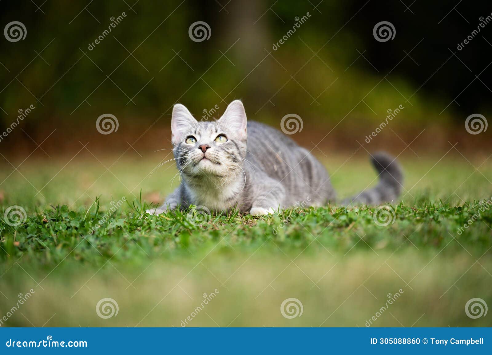 Gray Tabby Cat Ready To Pounce Stock Photo - Image of pounce, animal ...
