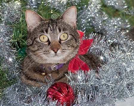 Gray Tabby Cat in Silver Christmas Tinsel Stock Image - Image of kitty ...