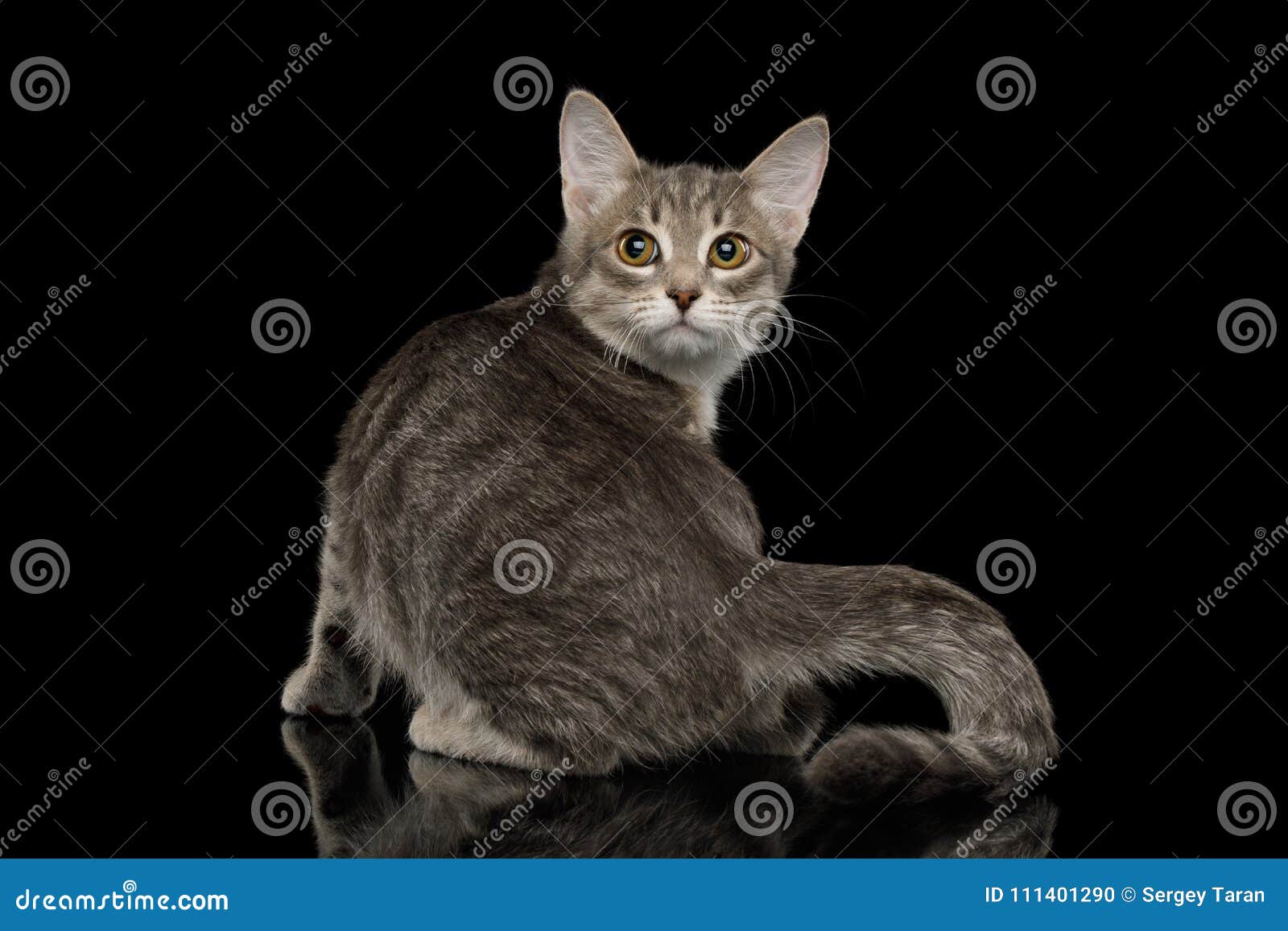 Gray Tabby Kitten on Black Background Stock Photo - Image of kitten ...