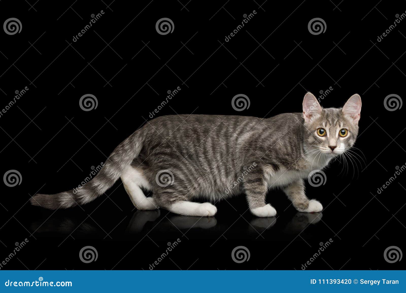 Crouching Tabby Cat On Tall Black Wrought Iron Stairs Royalty-Free ...