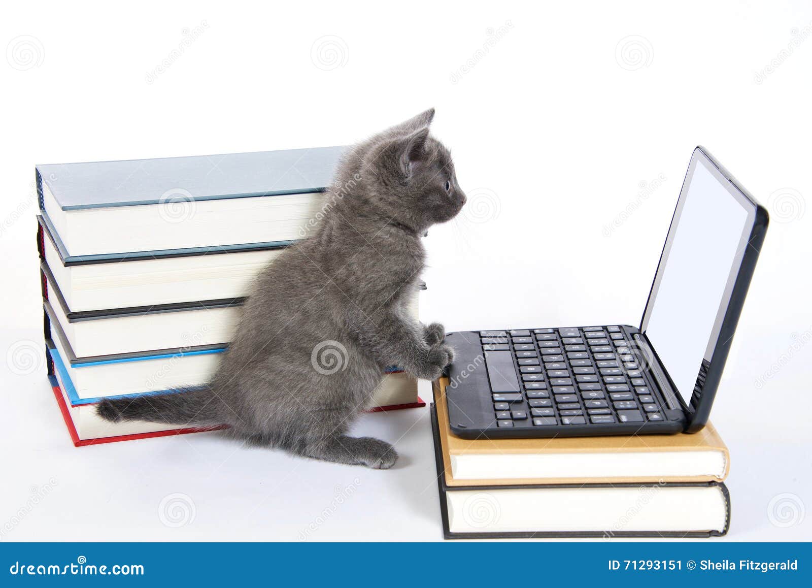Gray Tabby Kitten Looking at a Blank Screen on a Miniature Laptop Type ...