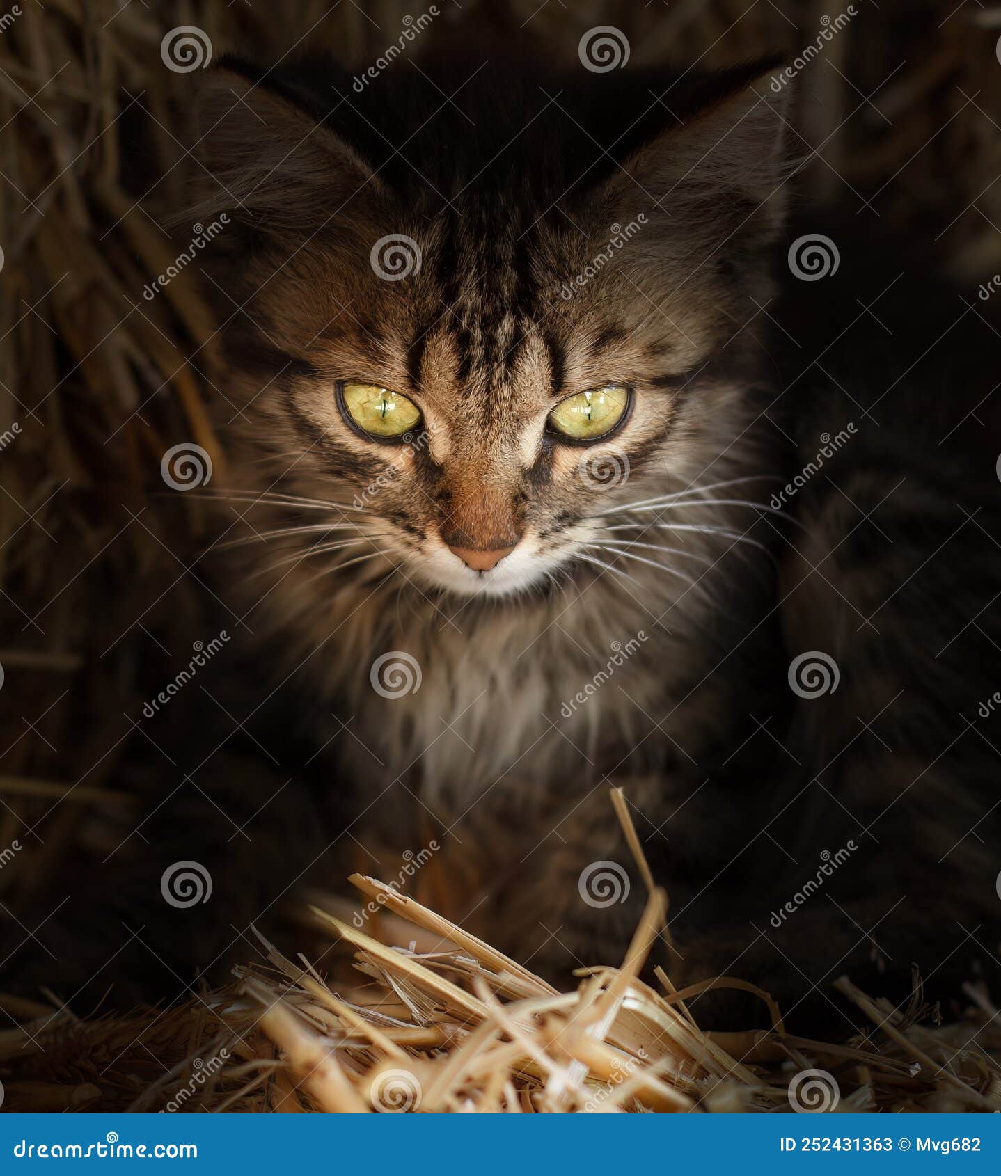 Gray Tabby Kitten Sitting on the Straw Stack Stock Image - Image of ...
