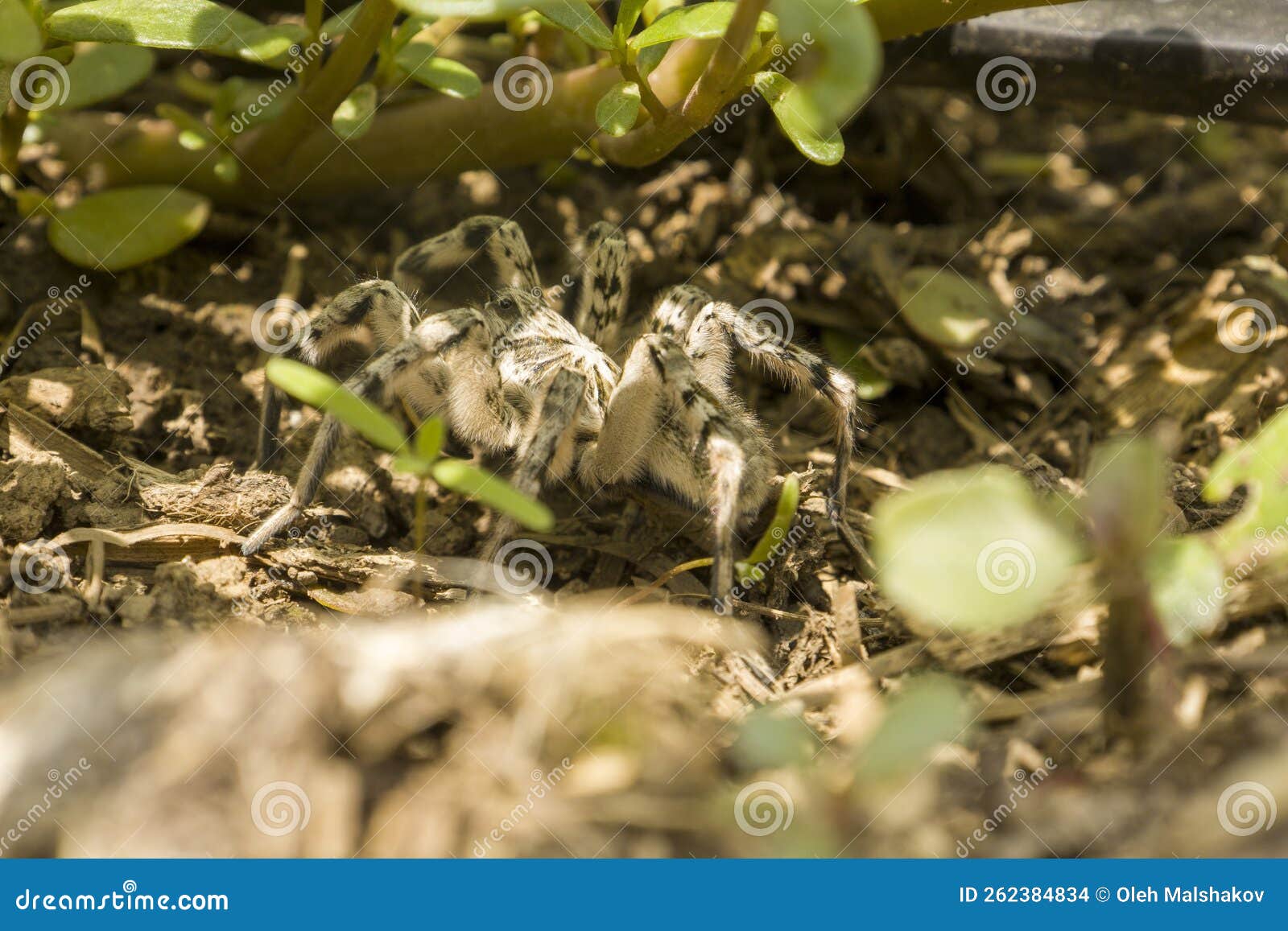 Gray Tarantula Spider Selective Focus. Stock Photo - Image of father ...