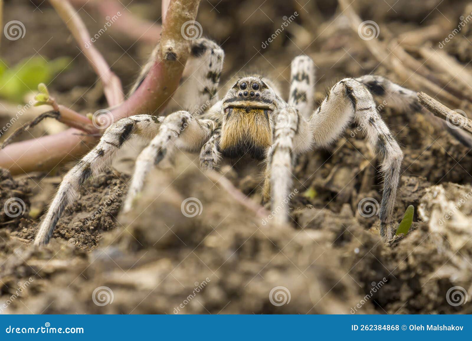 Gray Tarantula Spider Selective Focus. Stock Photo - Image of mexican ...