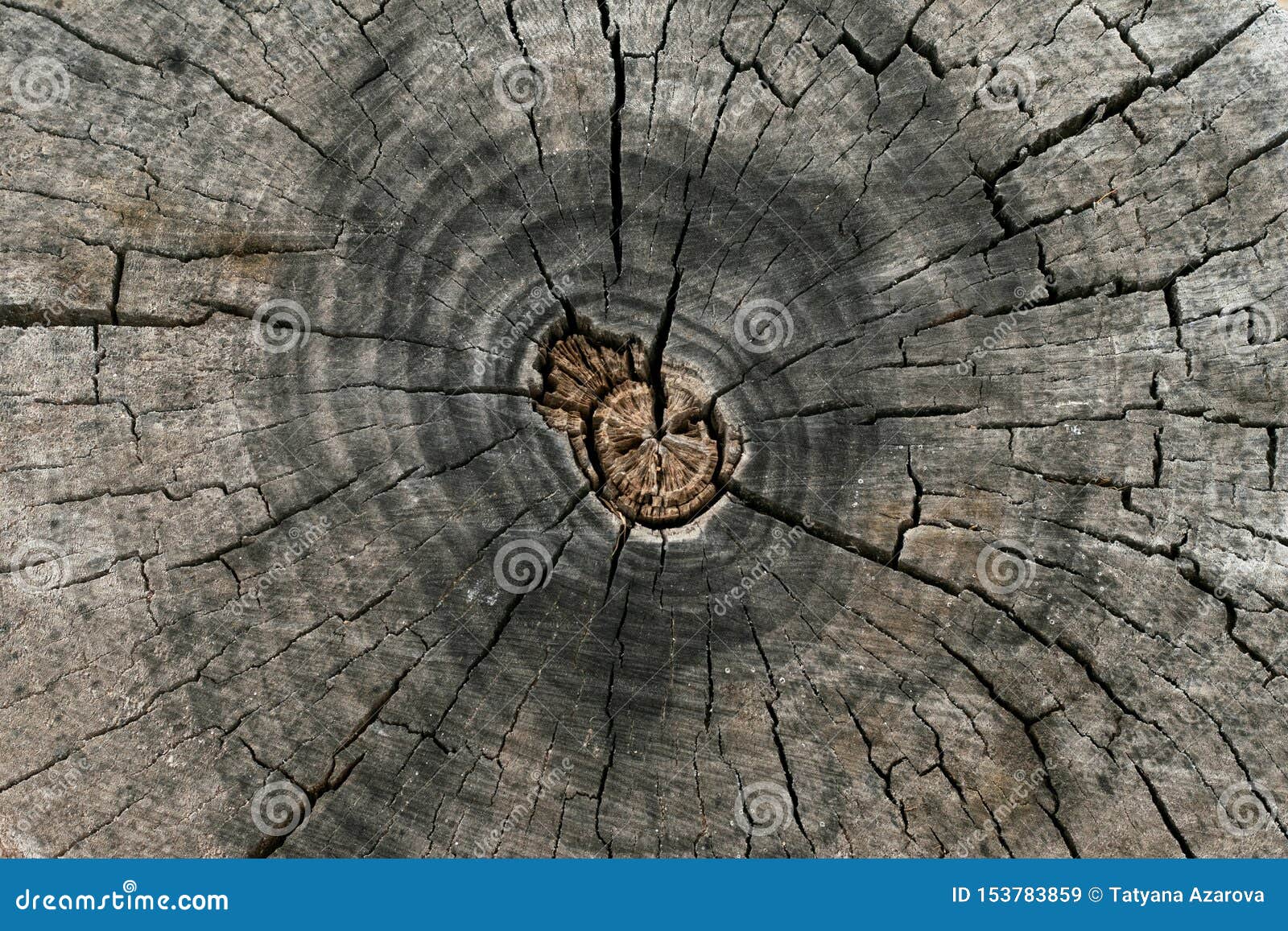 Gray Texture of Tree Trunk. Cross Section Surface. Grey Stump Pattern ...
