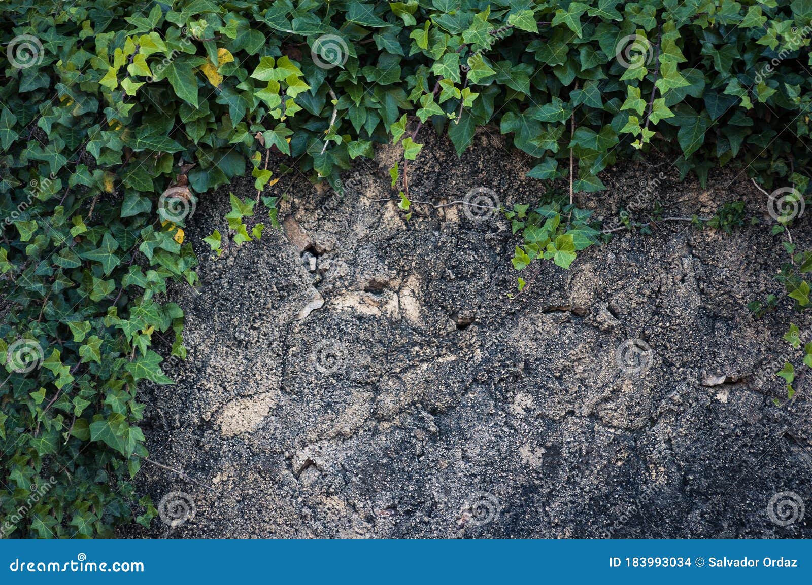 Gray Textured Wall with Creeper Stock Photo - Image of plant, structure ...