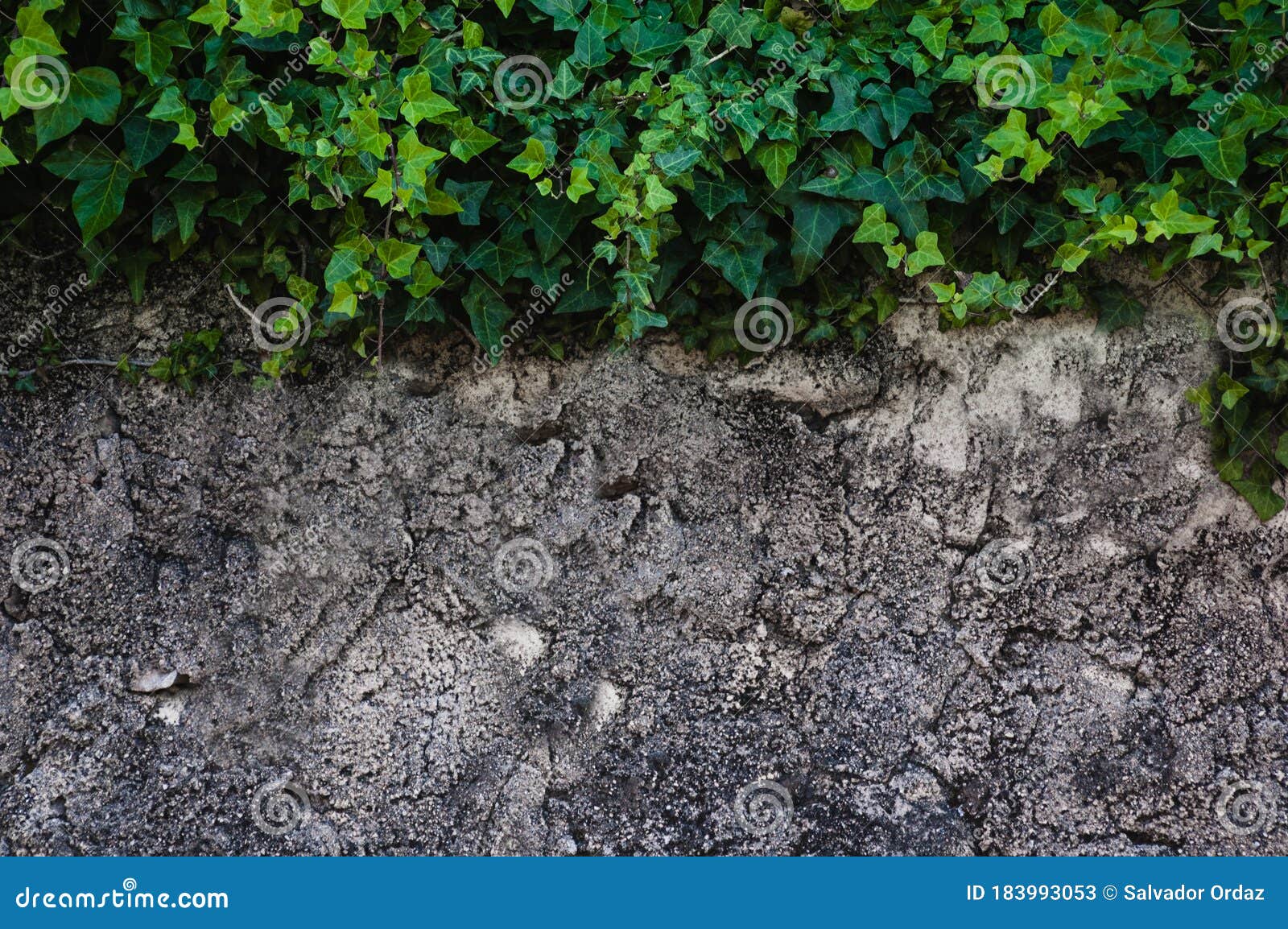 Gray Textured Wall with Creeper Stock Image - Image of structure, model ...