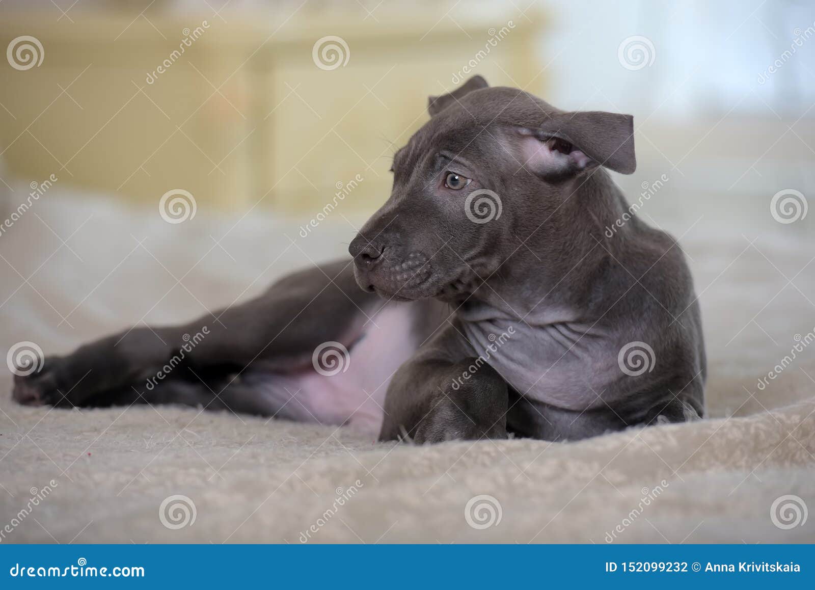 Gray Thai ridgeback puppy stock photo. Image of canine - 152099232