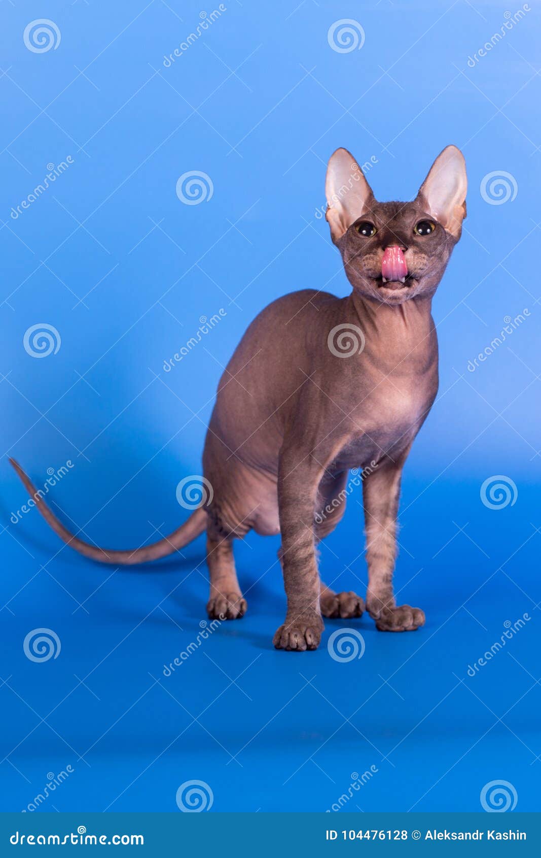 The Sphinx Cat on a Blue Background Stock Photo - Image of sphinx ...