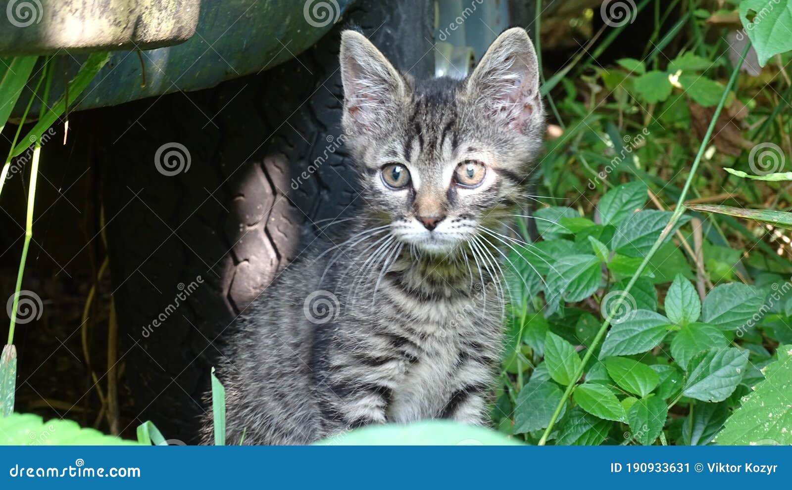Gray Three-month-old Kitten with Surprised Eyes. Pets in Nature Stock ...