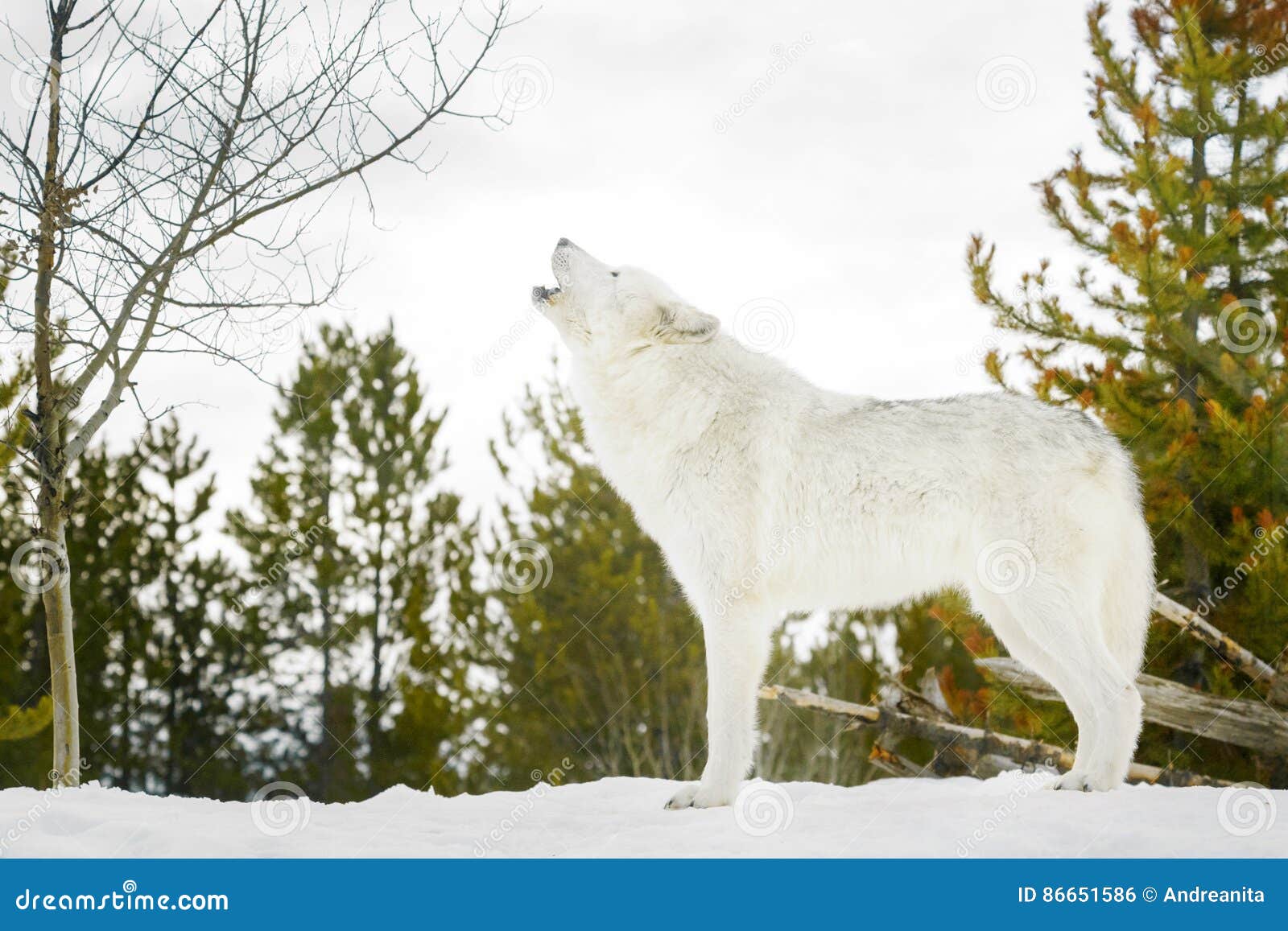 Gray Timber Wolf Howling in Winter Forest Stock Photo - Image of prey ...