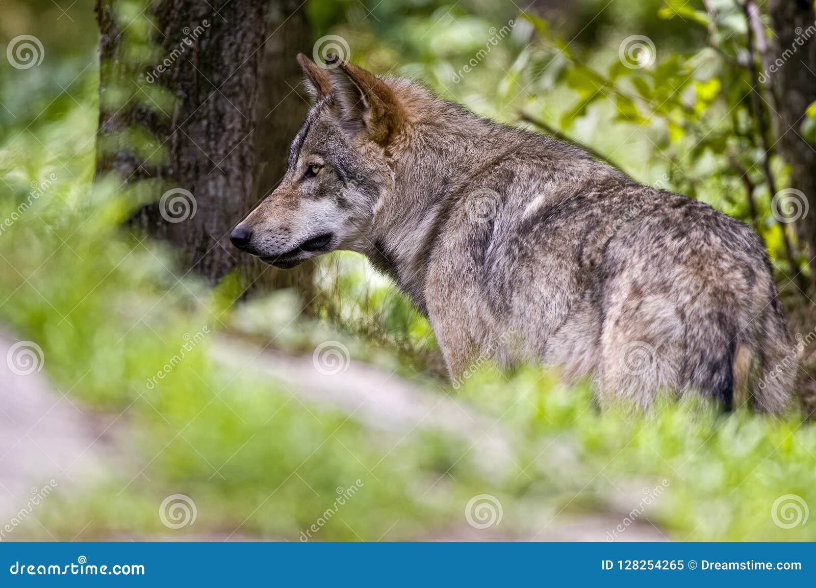 Gray Wolf Standing Behind Mound Looking Left. Stock Image - Image of ...
