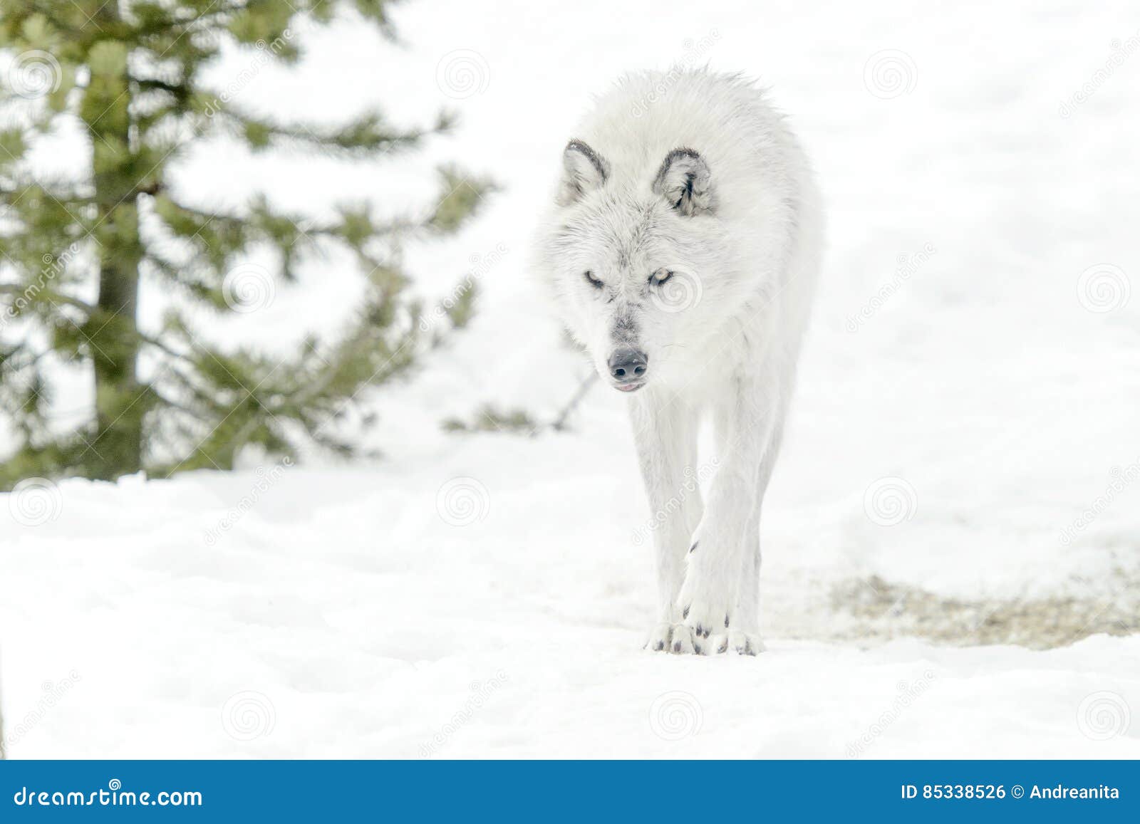 Gray Timber Wolf in Winter Forest Stock Photo - Image of european ...