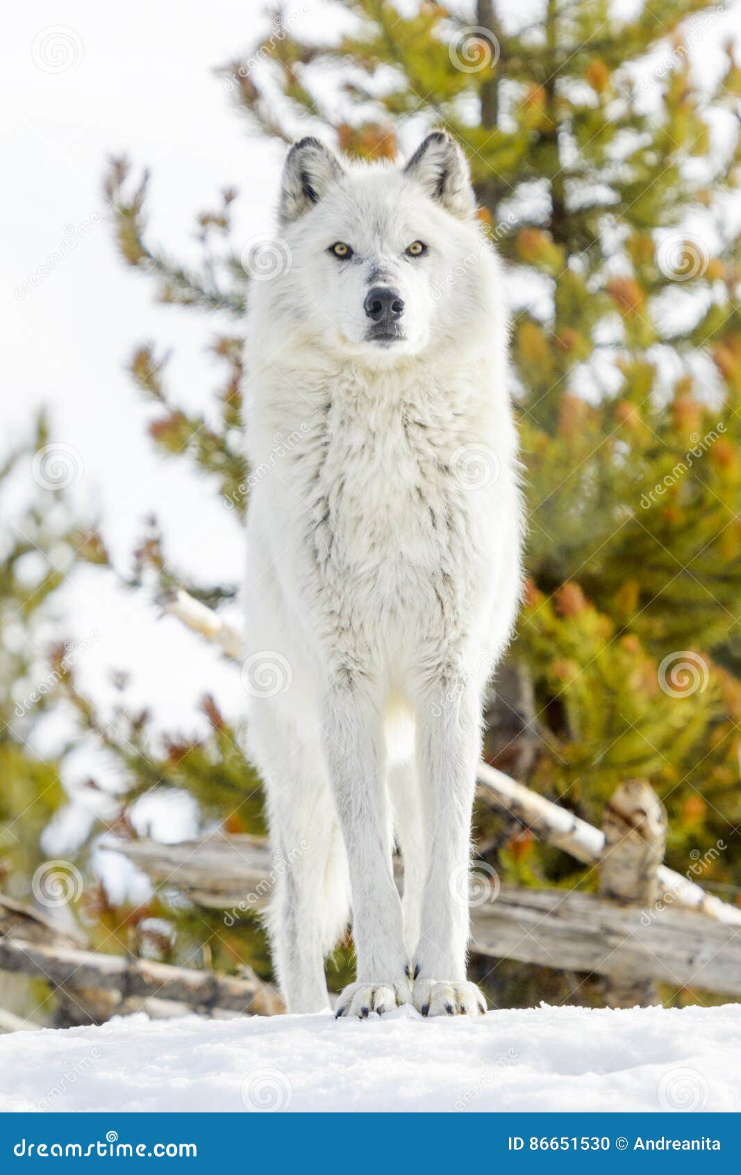 Gray Timber Wolf in Winter Forest Stock Photo - Image of horizontal ...