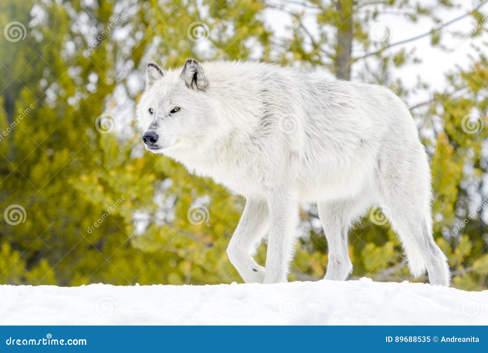 Gray Timber Wolf in Winter Forest Stock Image - Image of concern ...