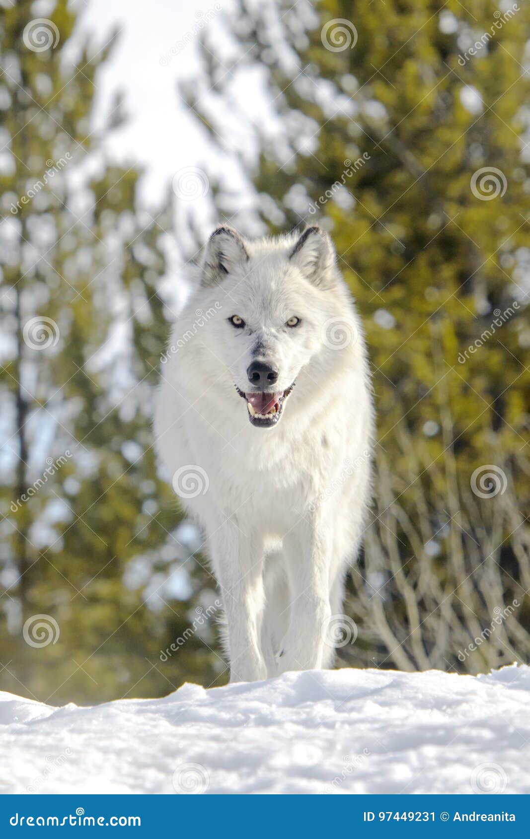 Gray Timber Wolf