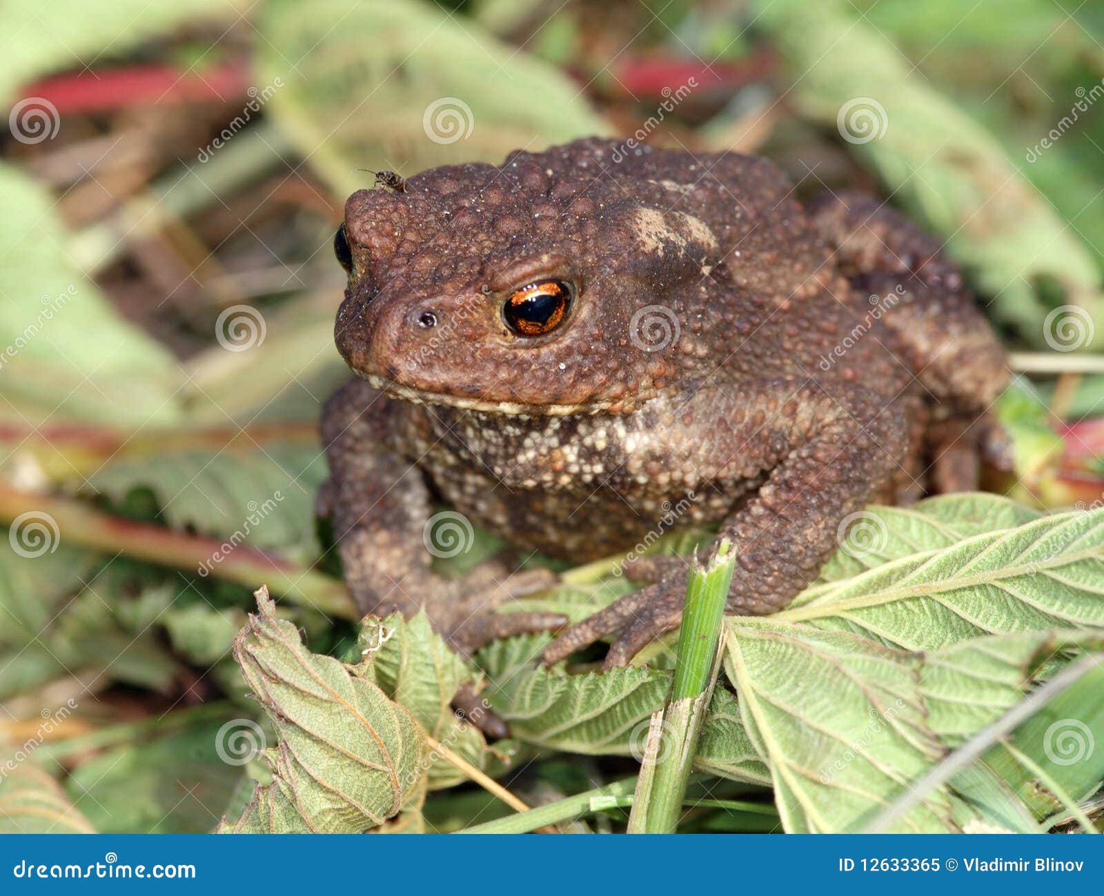 Gray toad (Bufo bufo) stock image. Image of life, determination - 12633365