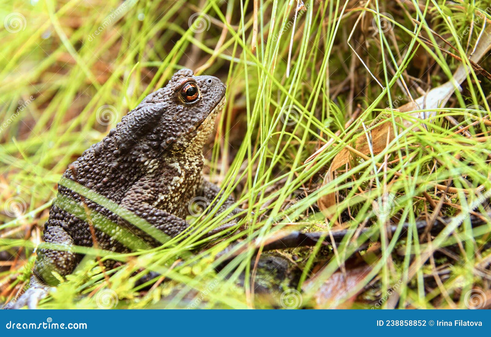 Gray Toad or Common Toad or Cowgirl in the Summer Forest Stock Photo ...