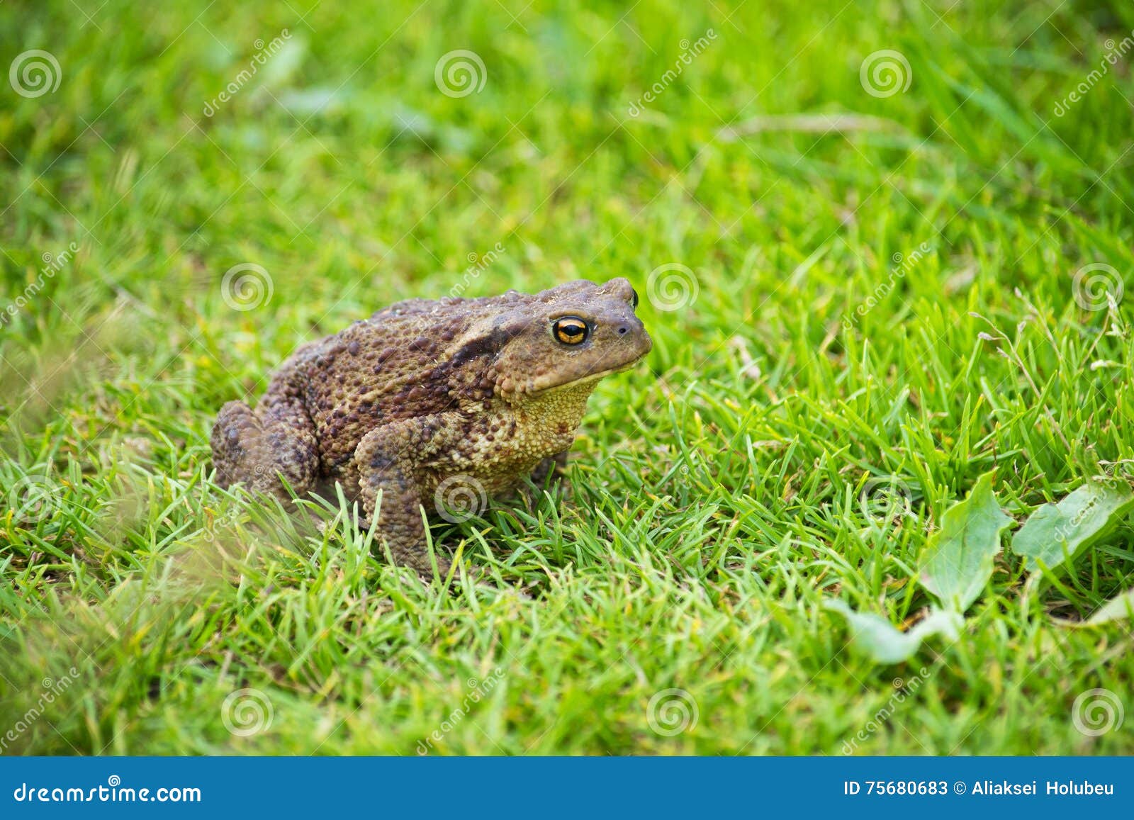 Gray Toad. Right Side View. Stock Image - Image of closeup, wart: 75680683
