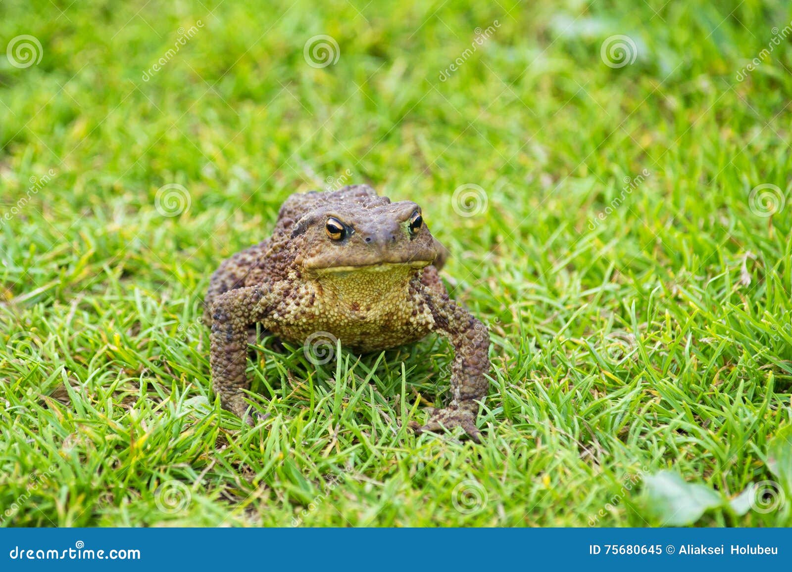 Gray toad stock image. Image of expression, toad, amphibian - 75680645