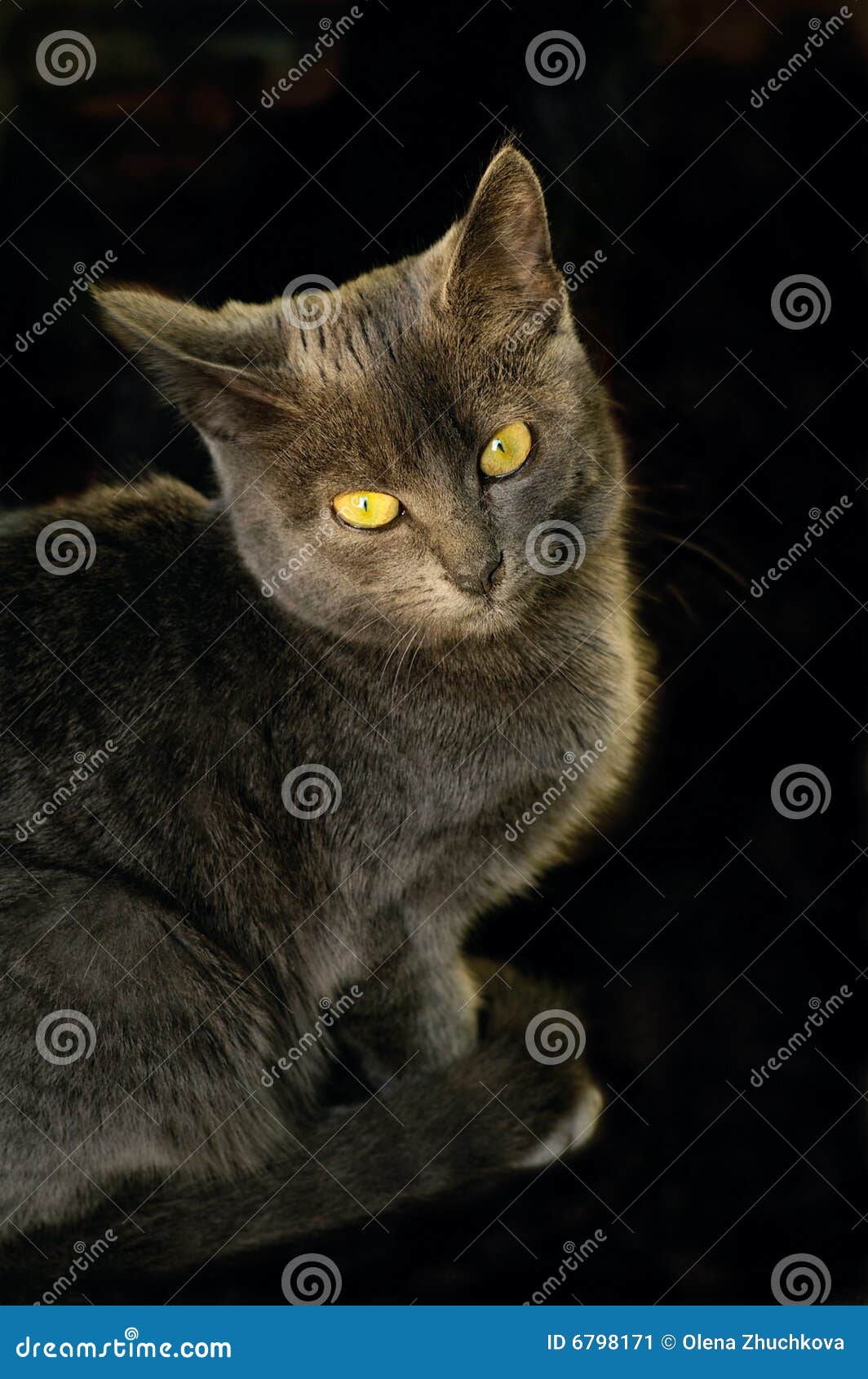 Gray tomcat stock image. Image of cute, isolated, sitting - 6798171