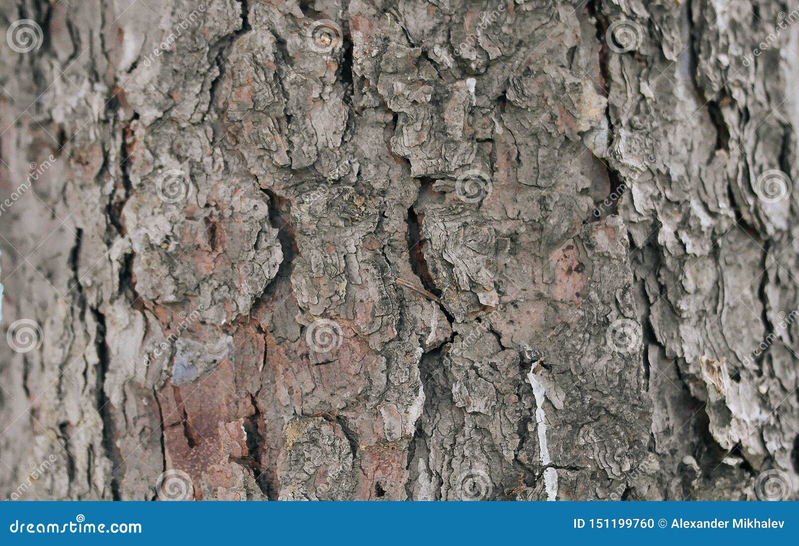A gray tree bark close up stock photo. Image of grunge - 151199760