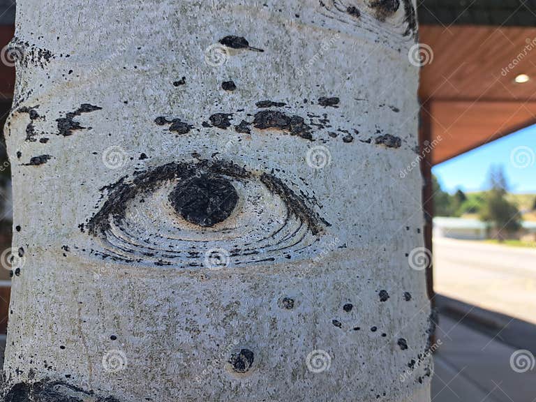 Gray Tree Bark with Eye Pattern Stock Image - Image of monument ...