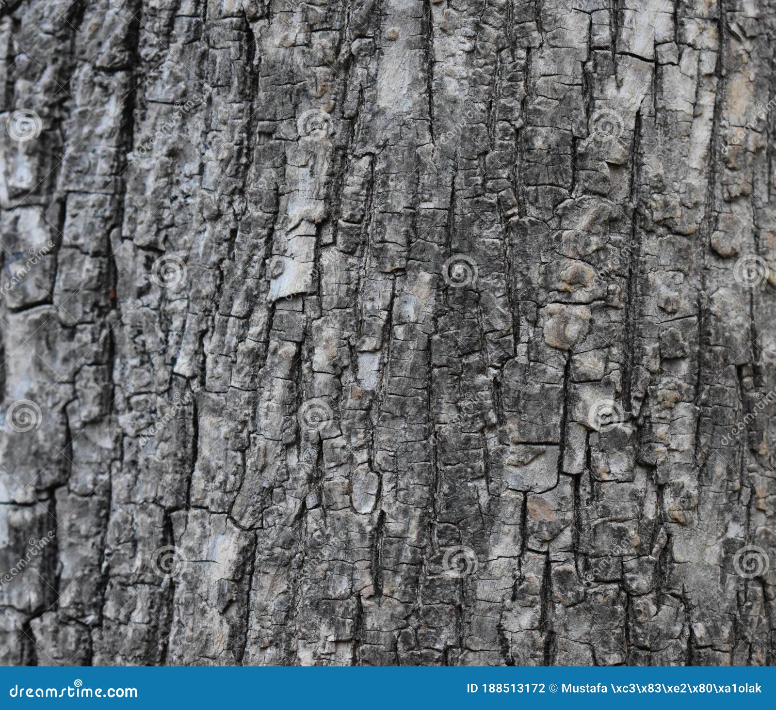 Gray tree bark. stock photo. Image of brown, plant, wooden - 188513172