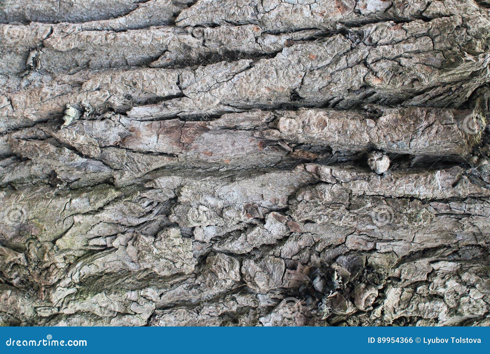 Gray tree bark stock photo. Image of pattern, ancient - 89954366