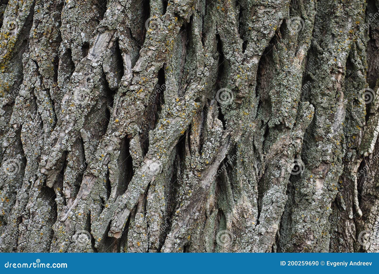 Gray Tree Bark Texture. Close-up Stock Photo - Image of cracked ...