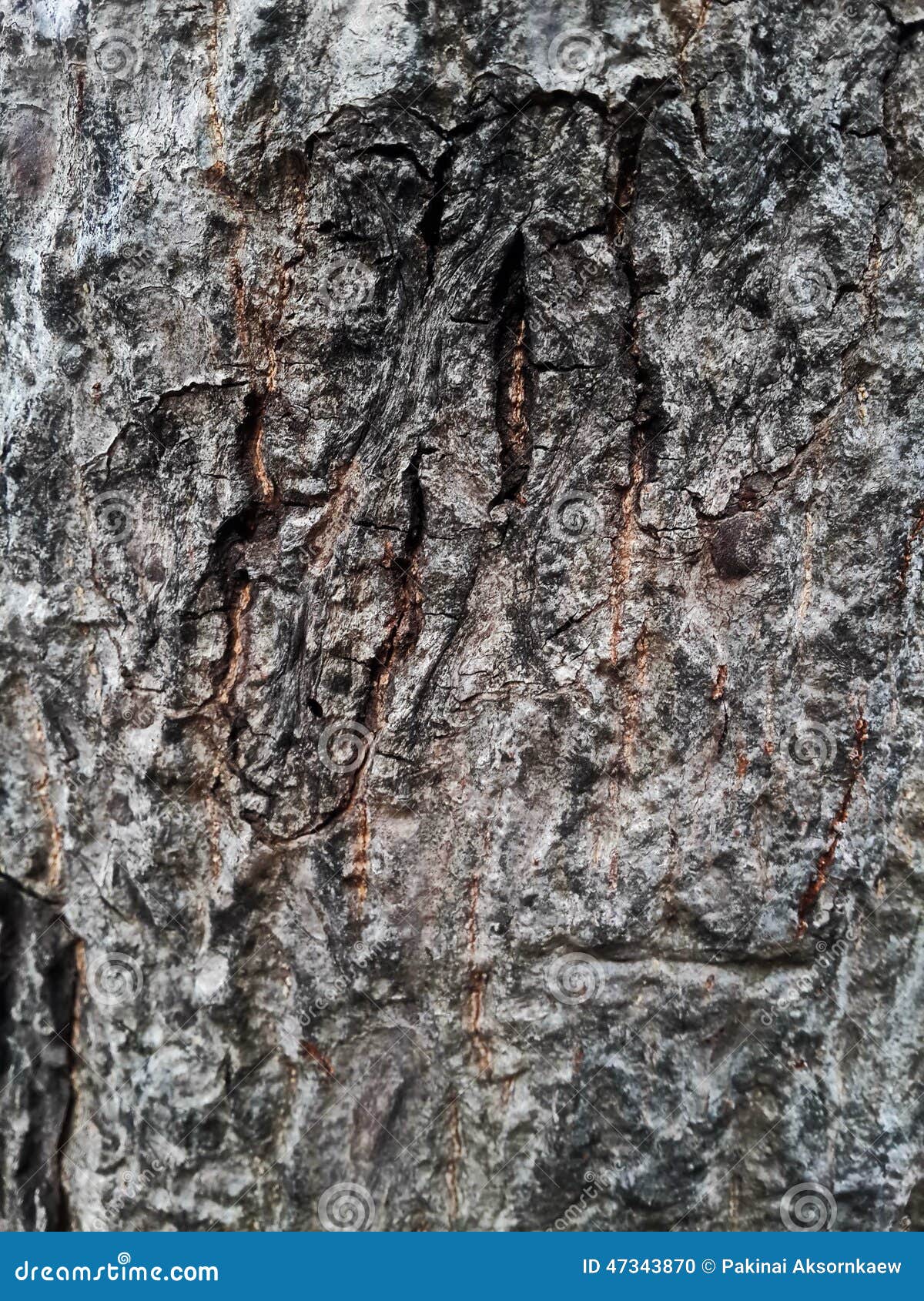 Gray Tree Bark in the Wild Forest Stock Photo - Image of comprehensive ...