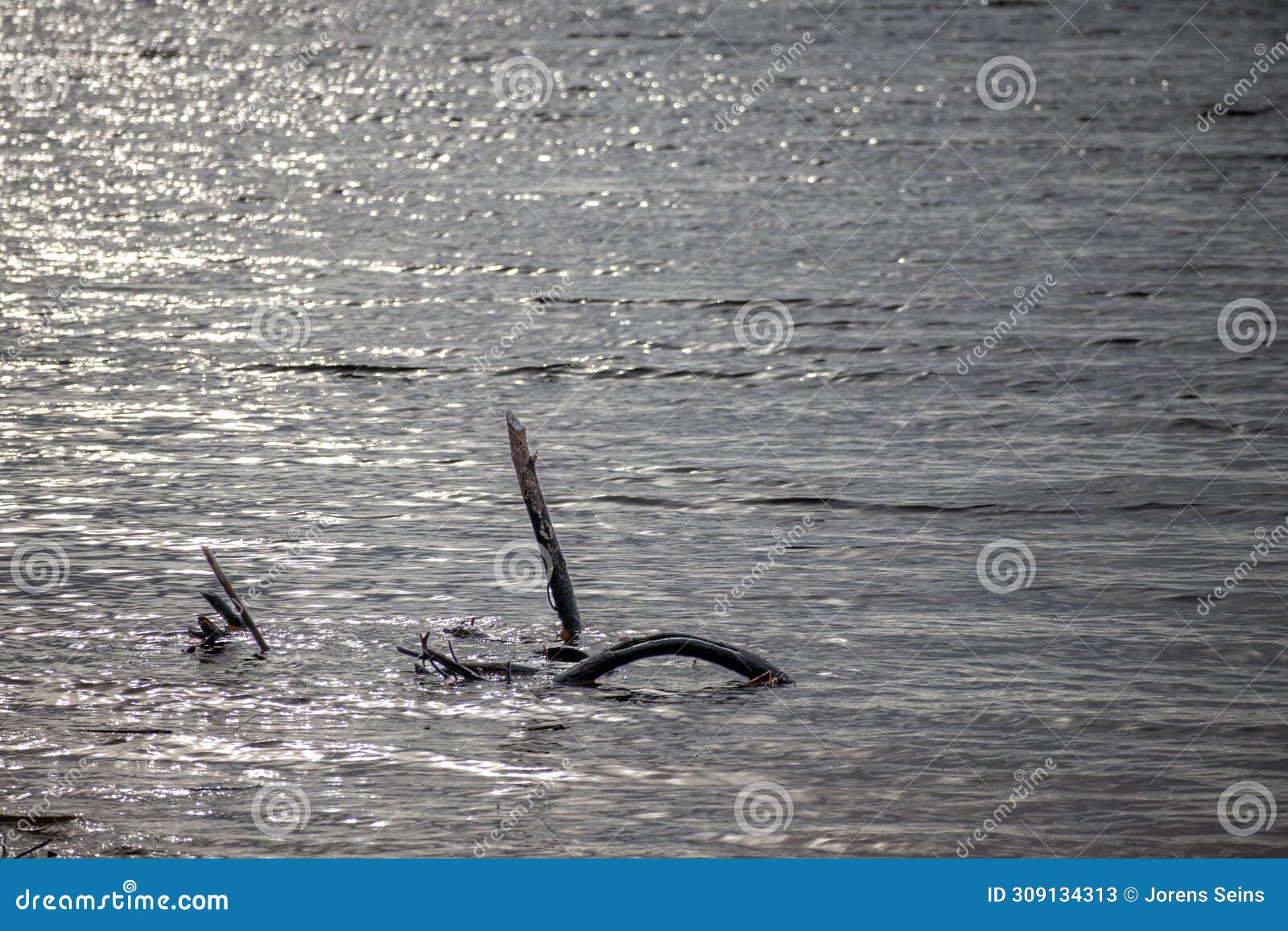 A Gray Tree Branch Floats in Sparkling Water Stock Image - Image of ...
