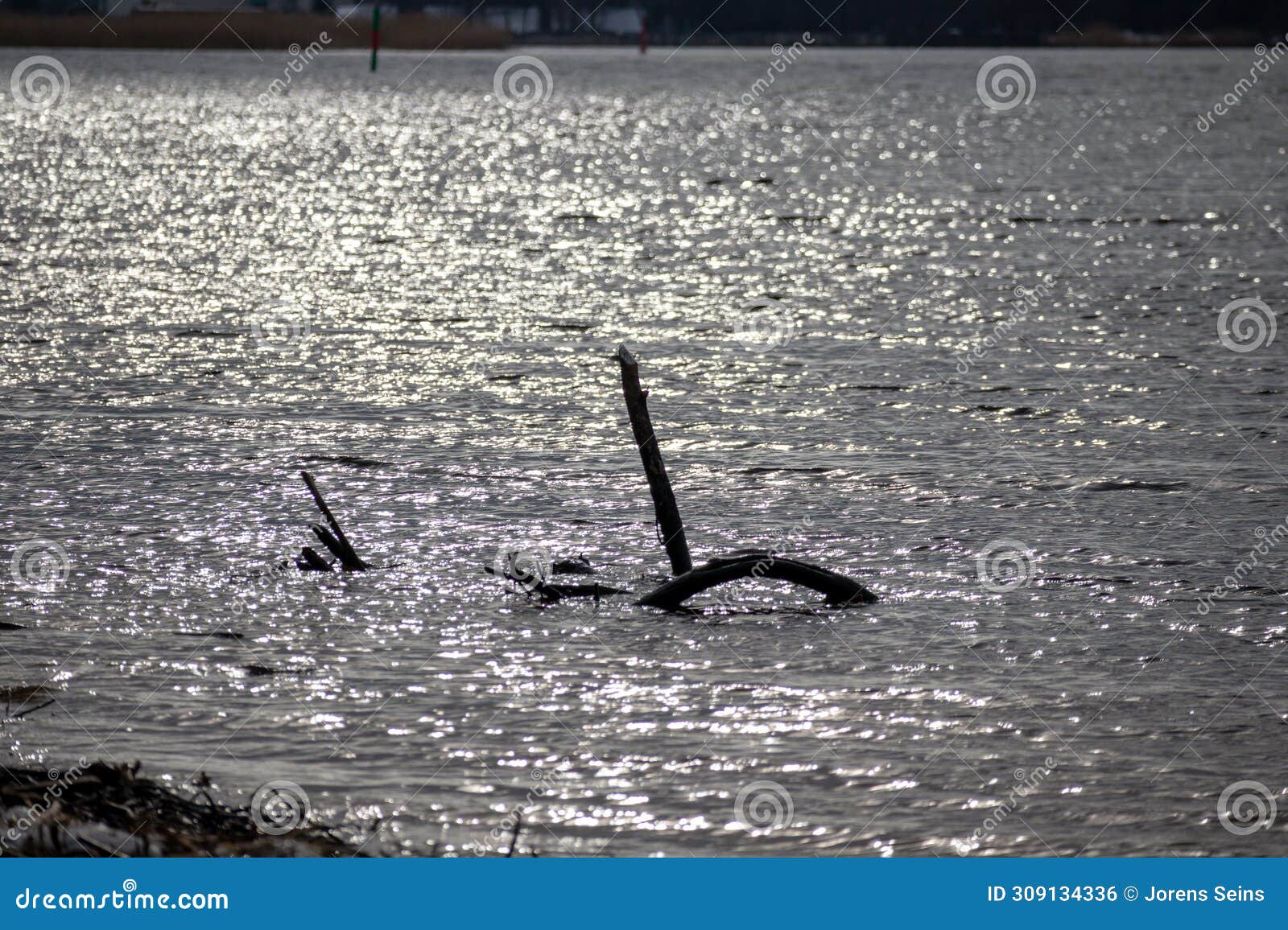 A Gray Tree Branch Floats in Sparkling Water Stock Photo - Image of ...