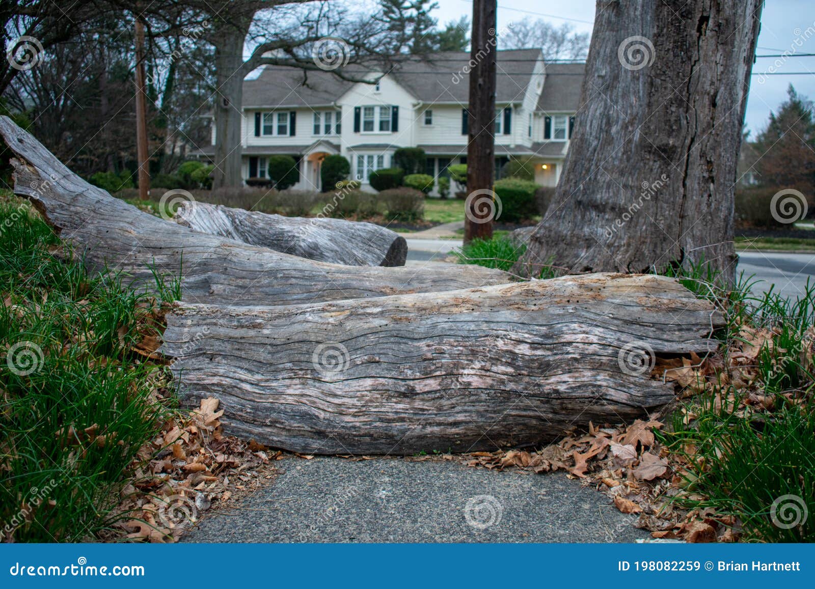 A Tree Fallen Over the Sidewalk Blocking the Path Stock Image - Image ...