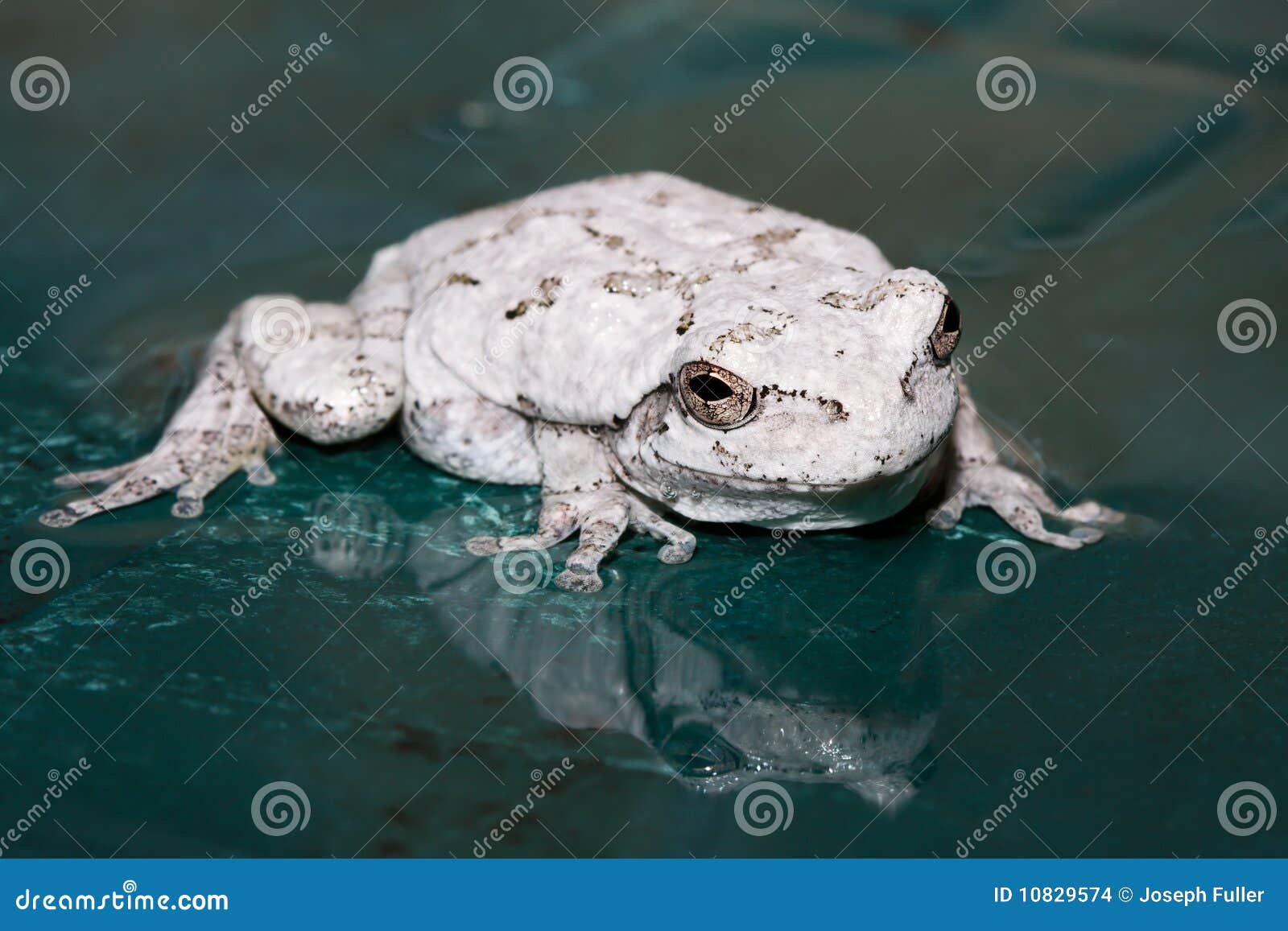 Gray Tree Frog stock photo. Image of resting, cope, eyes - 10829574