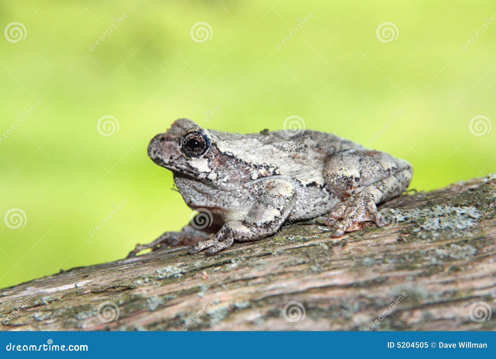 Gray Tree frog stock image. Image of arboreal, alert, wood - 5204505