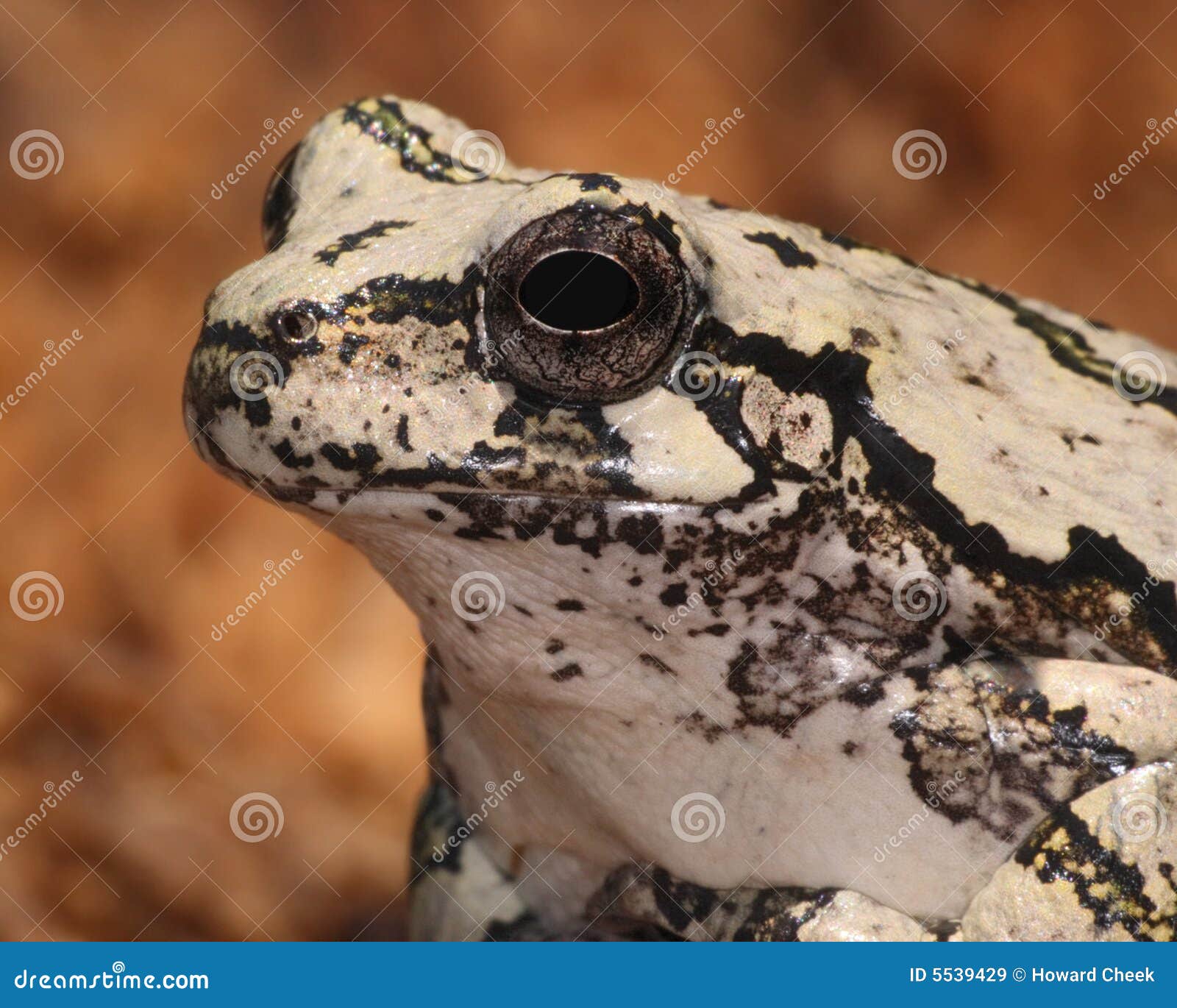 Gray Tree Frog stock image. Image of detailed, nature - 5539429