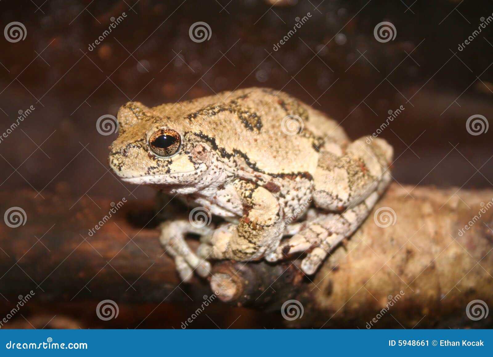 Gray Tree Frog Picture. Image: 5948661