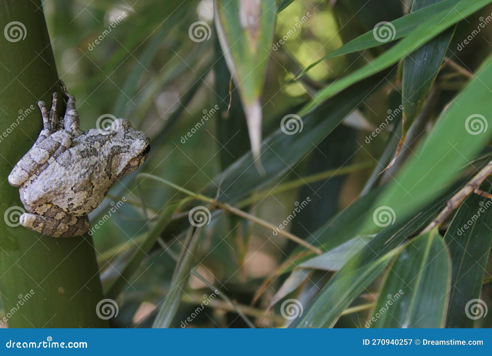 Gray Tree Frog in Bamboo Forest Ready To Jump Stock Image - Image of ...