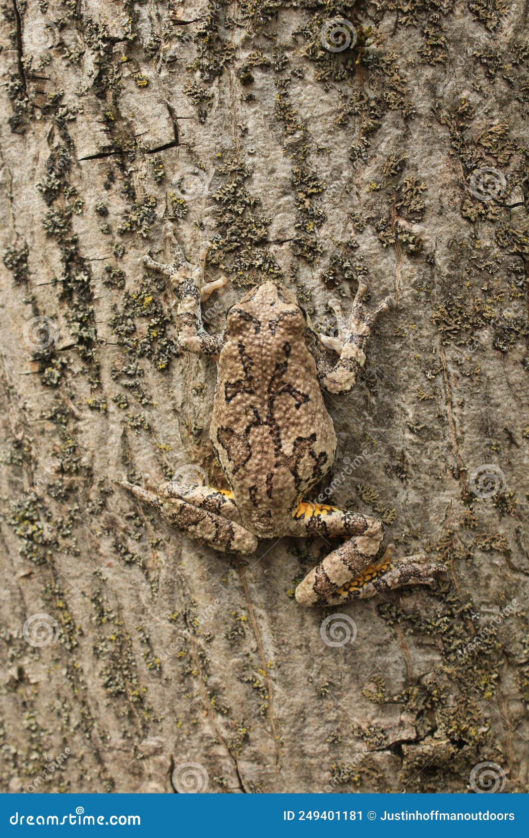 Gray Tree Frog on Tree Trunk Stock Image - Image of trees, wild: 249401181
