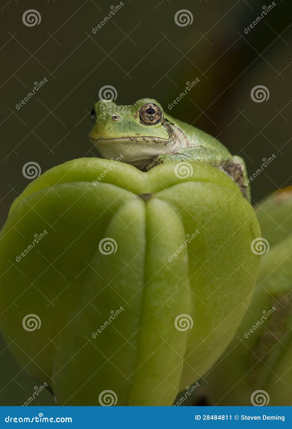 Gray Tree Frog on Daylily Seed Capsule Stock Image - Image of closeup ...