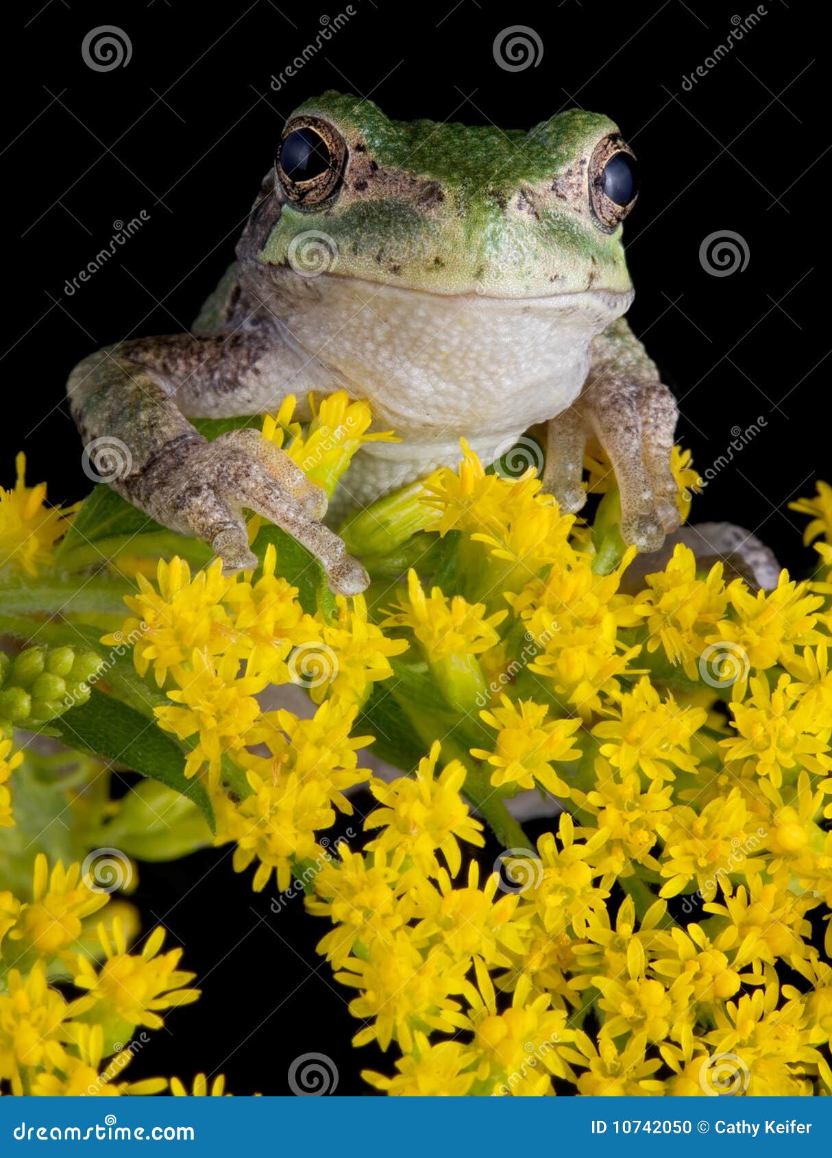Gray Tree Frog on Goldenrod Stock Photo - Image of frog, webfoot: 10742050