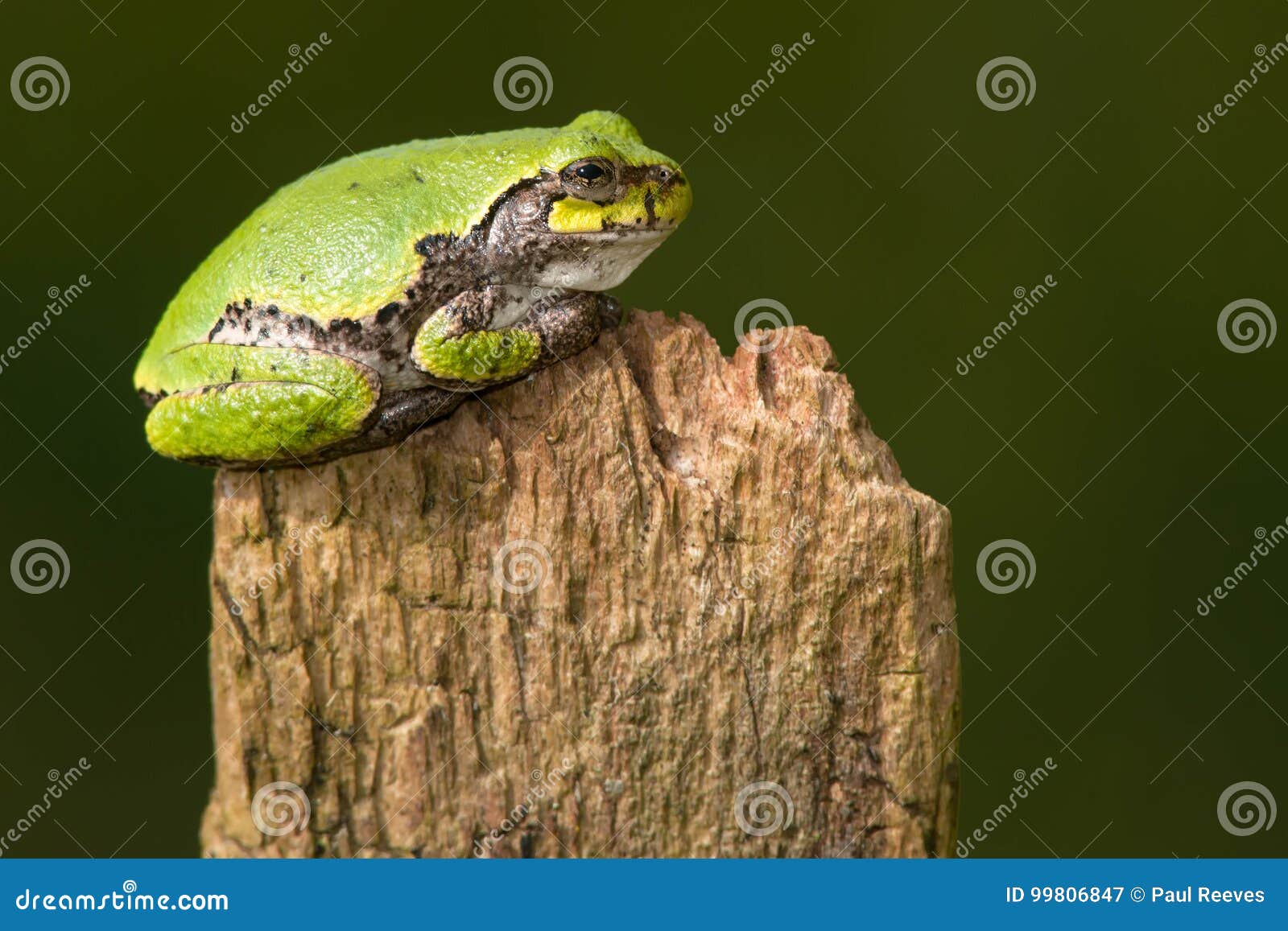 Gray Treefrog - Hyla Versicolor Stock Image - Image of living, organism ...