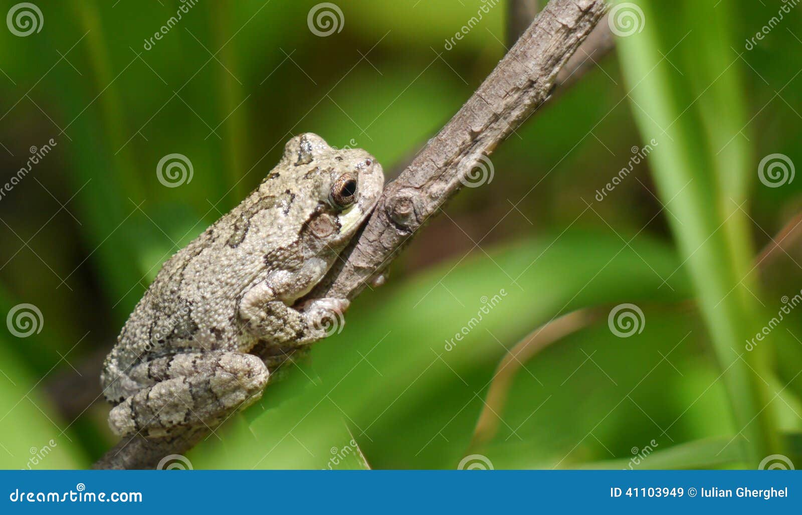 Gray tree frog stock image. Image of brown, sitting, nature - 41103949