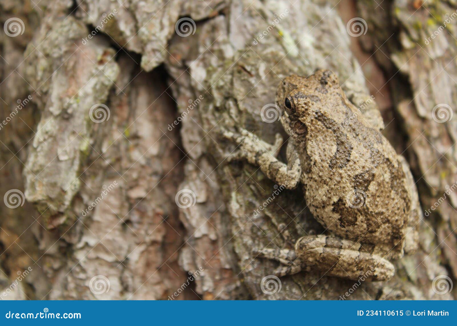 Gray Tree Frog Hyla Chrysoscelis on Pine Tree in Eastern Texas Stock ...