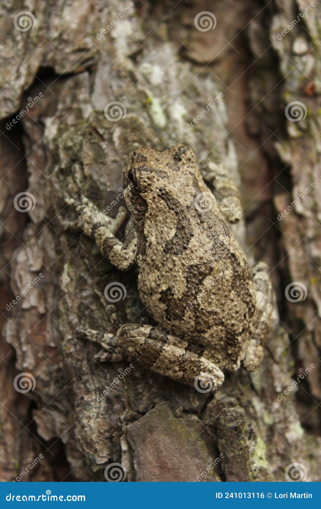 Gray Tree Frog Hyla Chrysoscelis on Pine Tree in Eastern Texas Stock ...