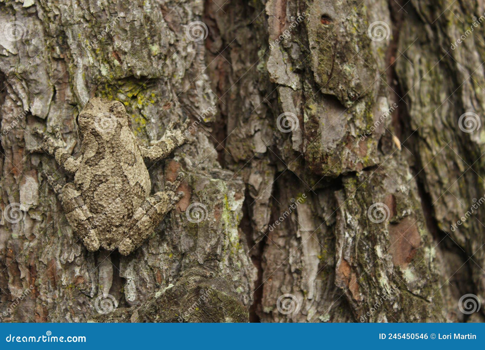 Gray Tree Frog Hyla Chrysoscelis on Pine Tree in Eastern Texas Stock ...