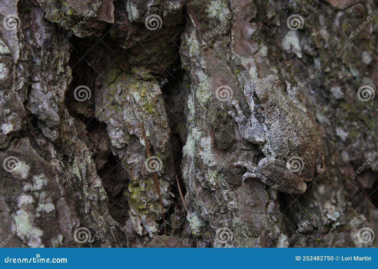 Gray Tree Frog Hyla Chrysoscelis on Pine Tree in Eastern Texas Stock ...